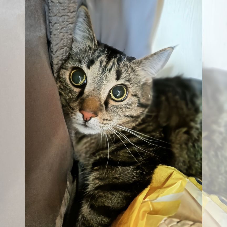 Взрослый кот в добрые руки