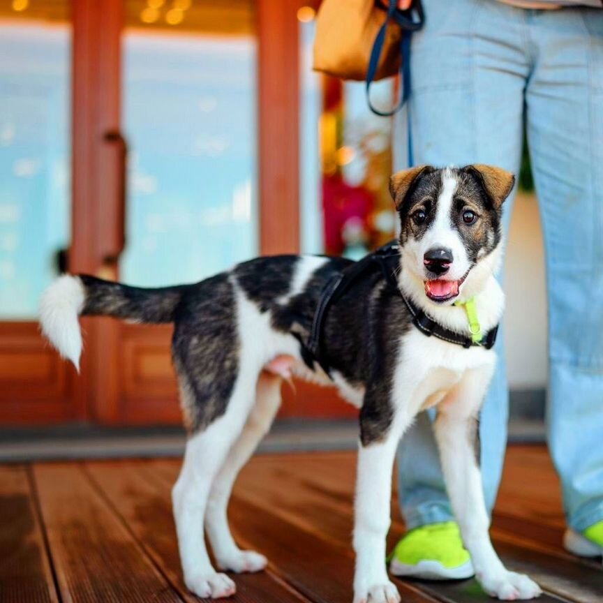 Небольшая собака в добрые руки в дар