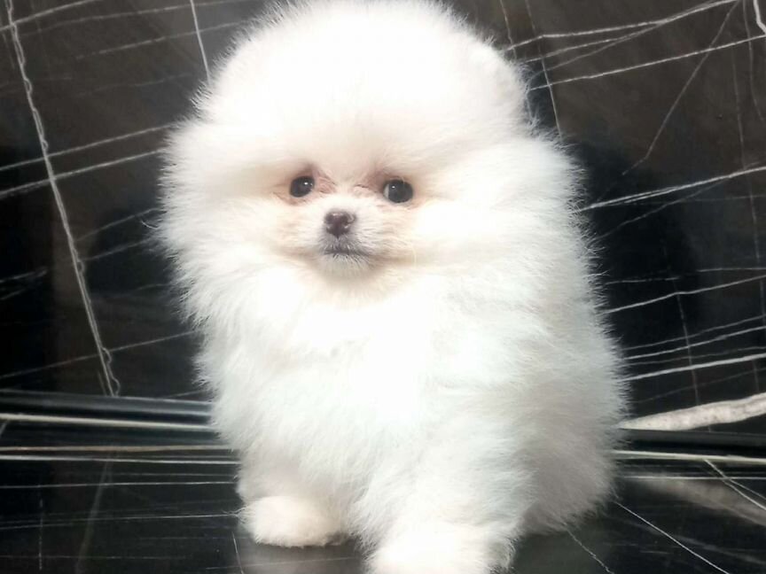 Мини шпиц