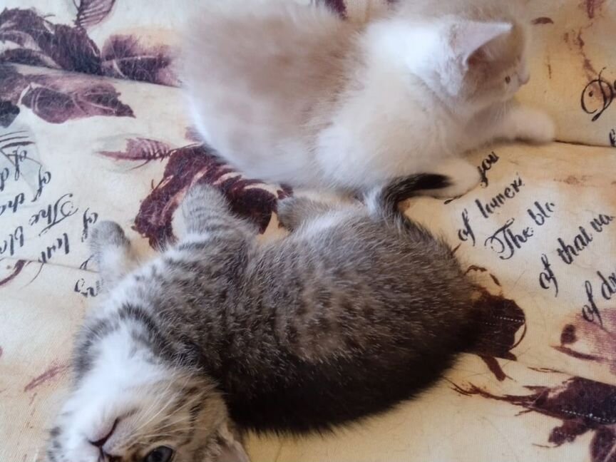 Пять котят домой хотят