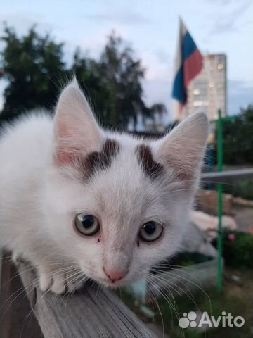 Котята охотники