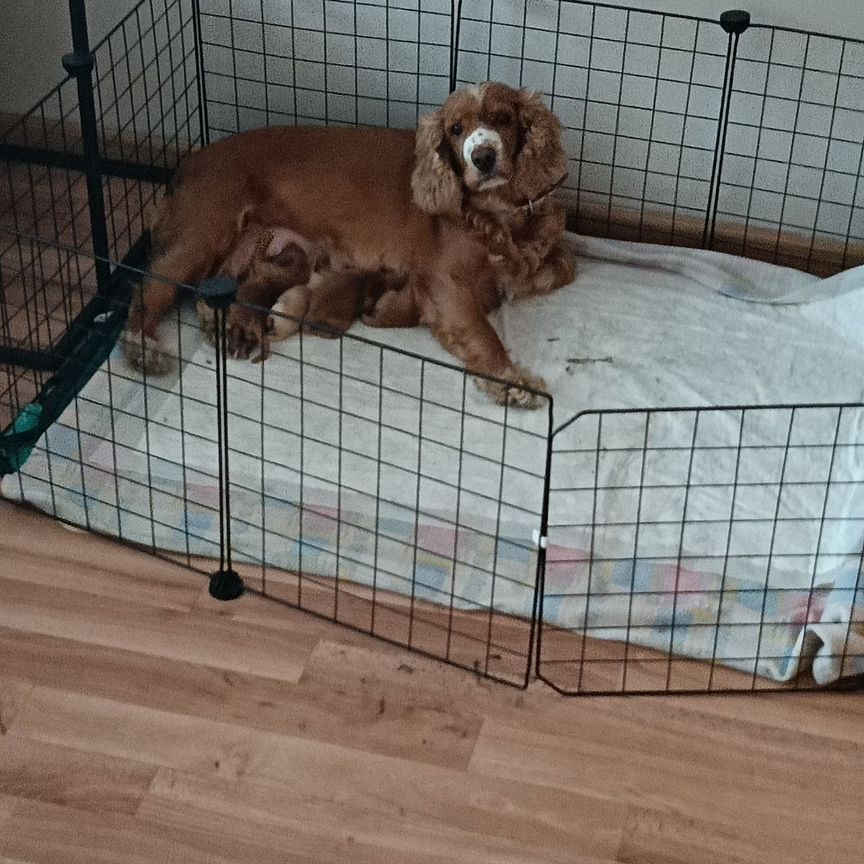 Английский кокер спаниель