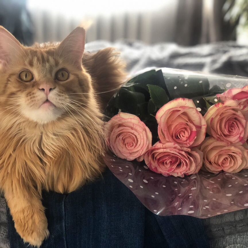 Мейн-кун в добрые руки