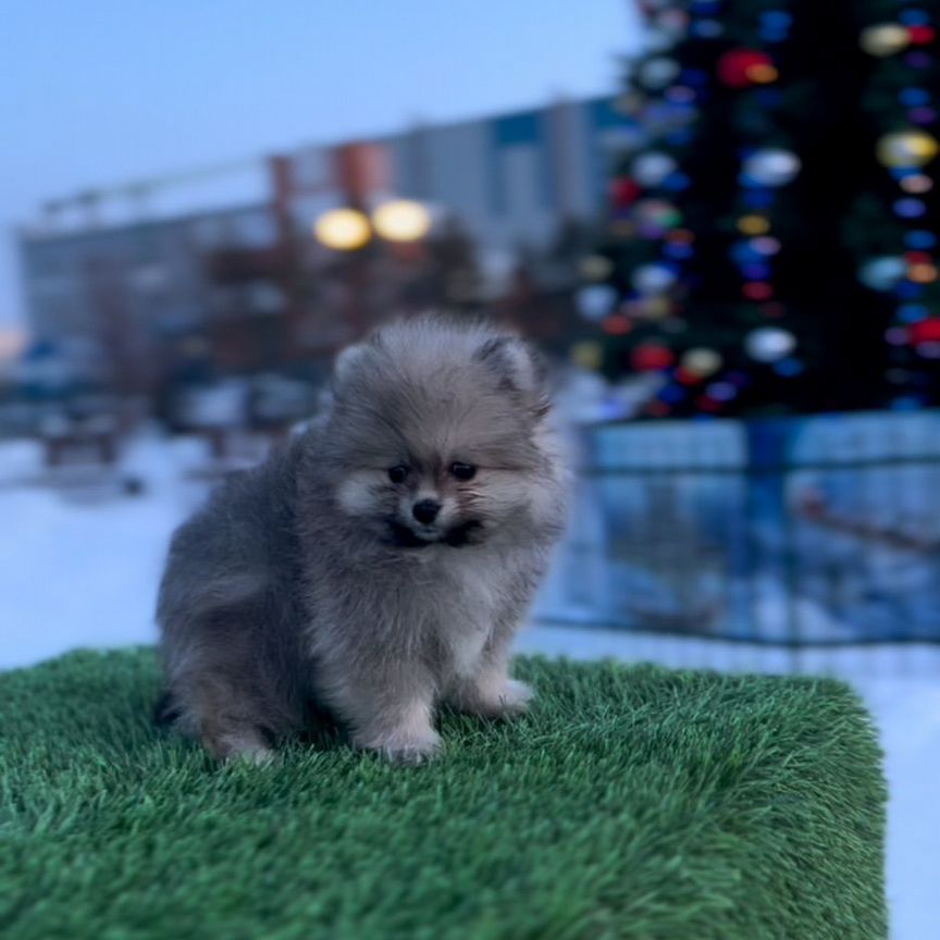 Померанский шпиц