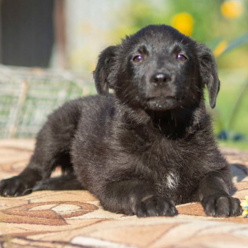 Чёрный щенок, девочка