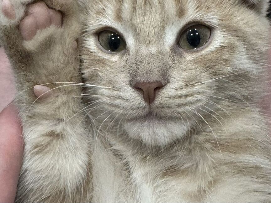 Котенок в хорошие руки