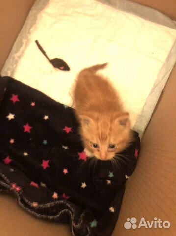 Рыжий котенок бесплатно