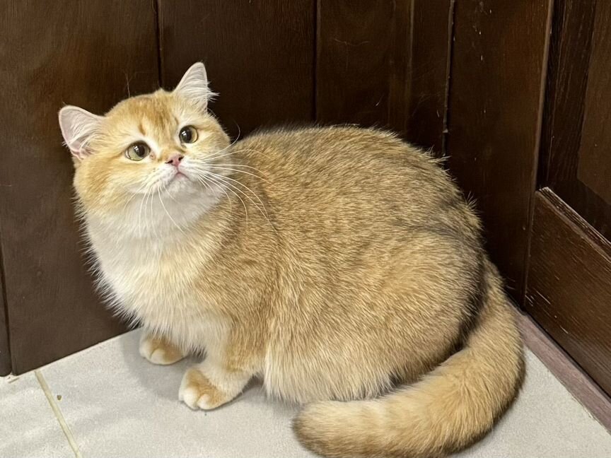 Британская шиншилла девочка