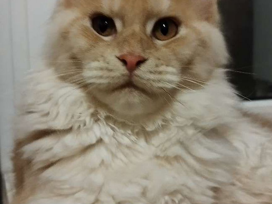 Котёнок породы мейн-кун