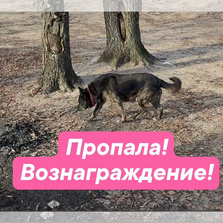 Взрослая собака в добрые руки