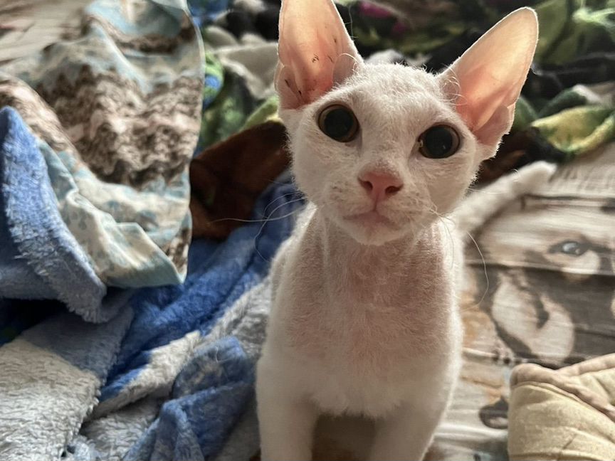 Канадский сфинкс котенок