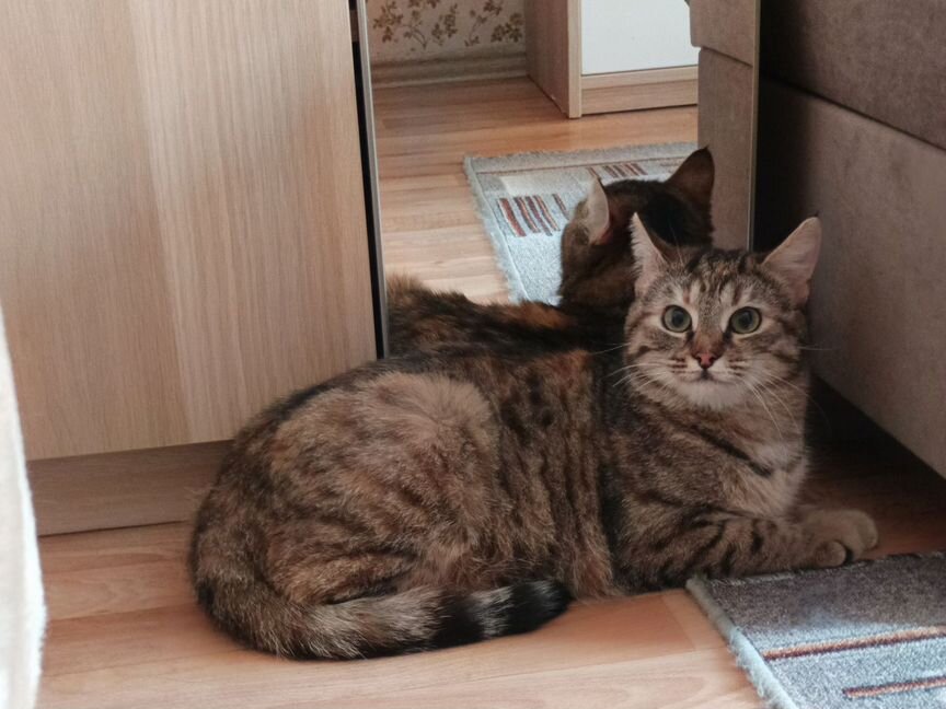 Роскошная кошка Буся
