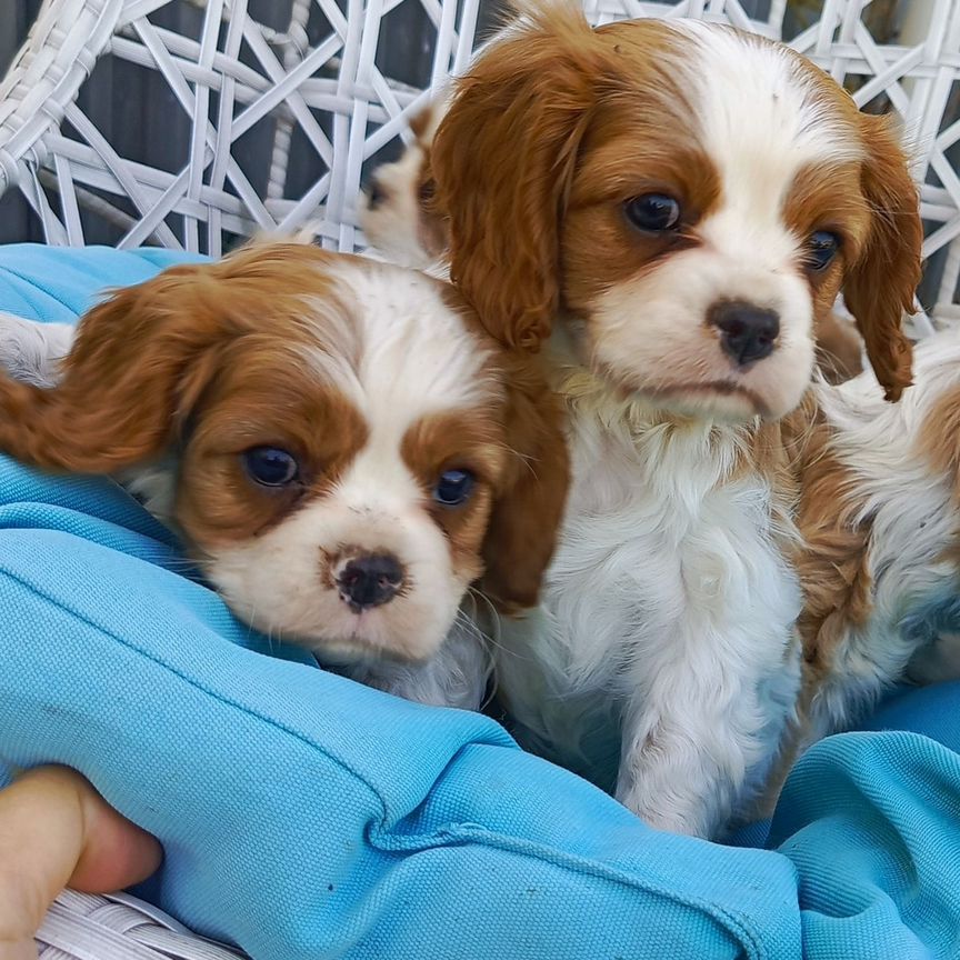 Девочки Кинг чарльз спаниель РКФ