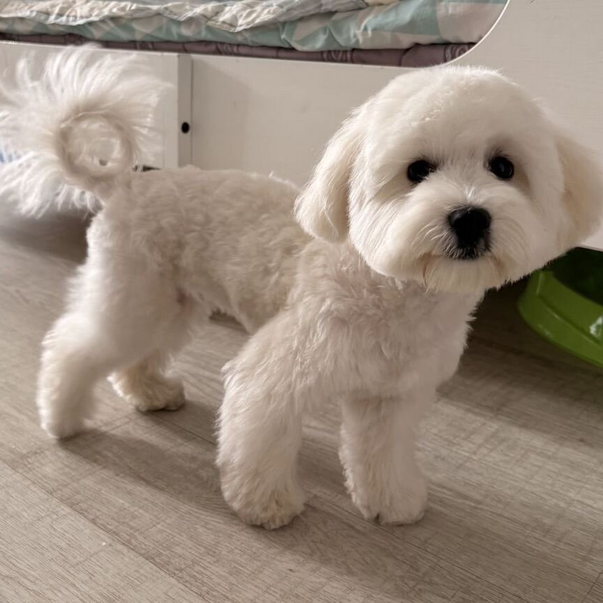 Мальтипу, щенок