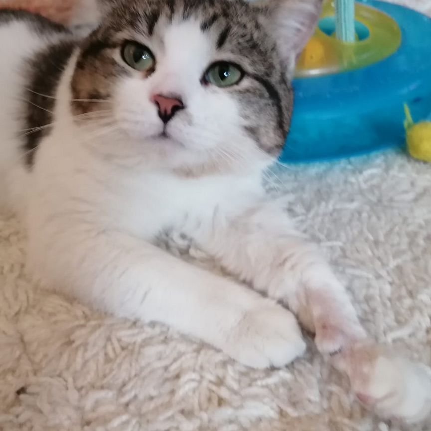 Добрейший молодой кот