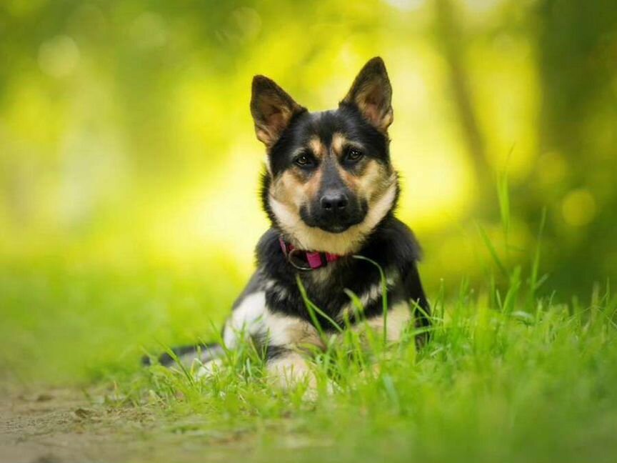 Фанта в поиске дома