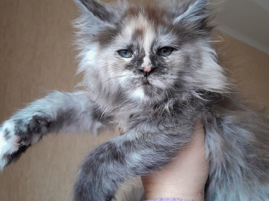 Mein-coon 2мес