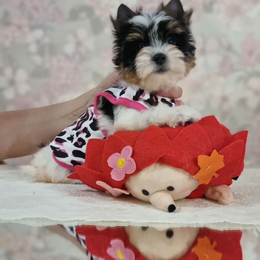 Бивер-йоркширский терьер, щенок