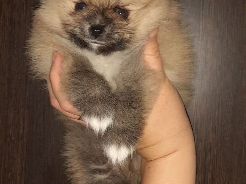 Щенки