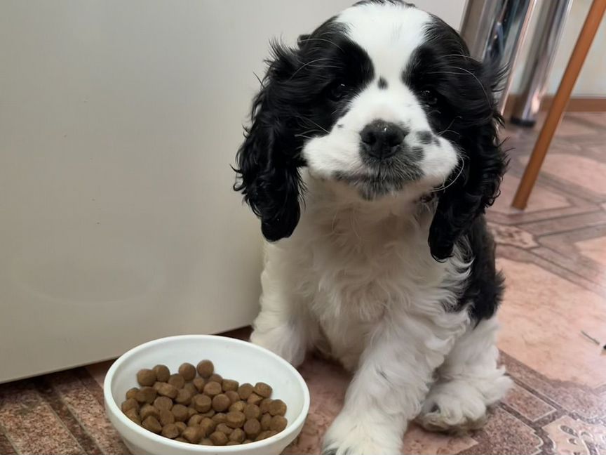 Американский кокер спаниель 2 месяца