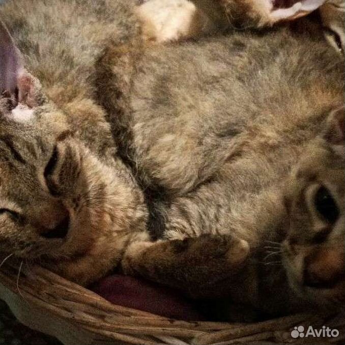 Котенок девочка мягкий браш