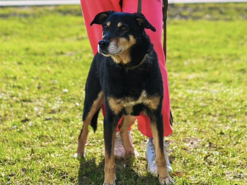 Собака-невидимка из приюта ищет дом