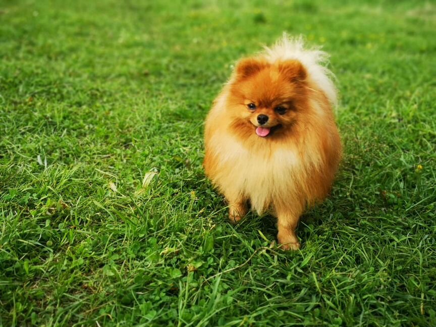 Померанский шпиц вязка