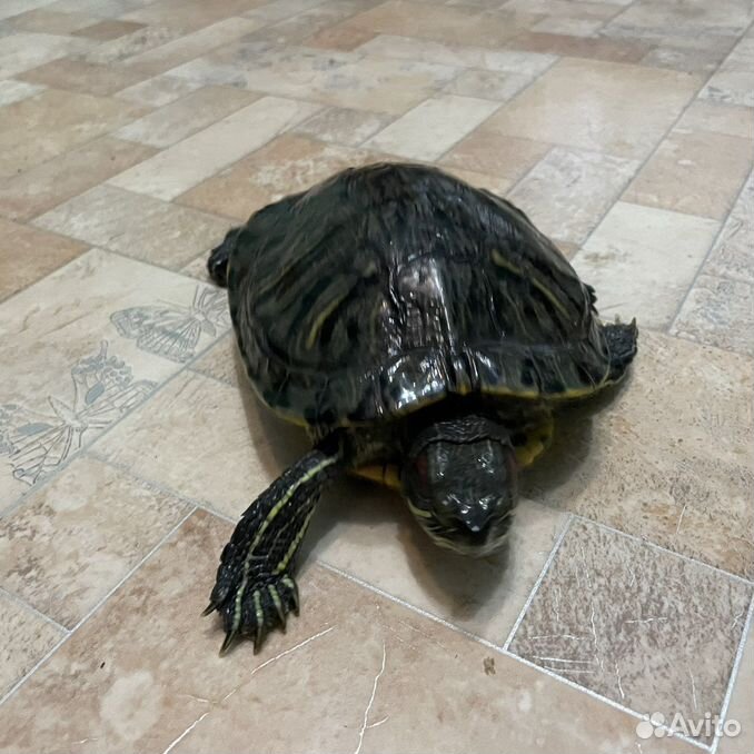 Отдам в добрые руки черепаху