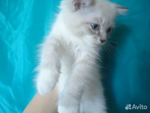 Красивые пушистые котята