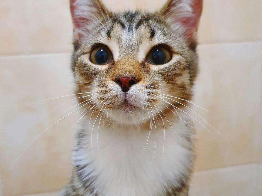 Максик, Мейсон и Мурзик