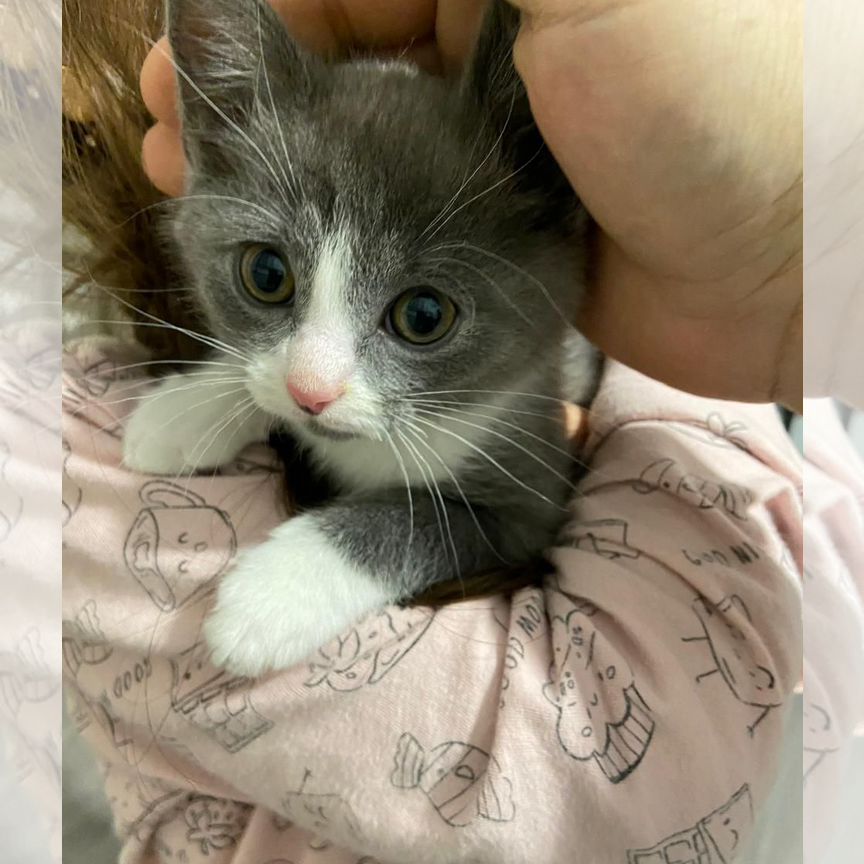 Котёнок в добрые руки