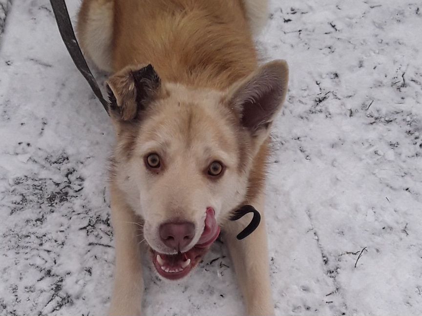 Щенка выбросили хозяева в морозы