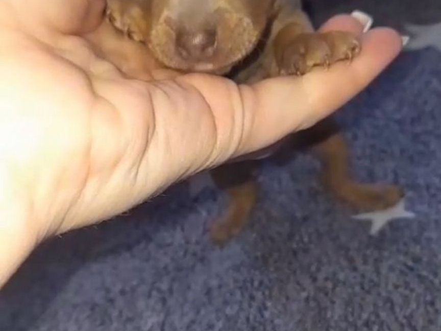 Русский Тойчик