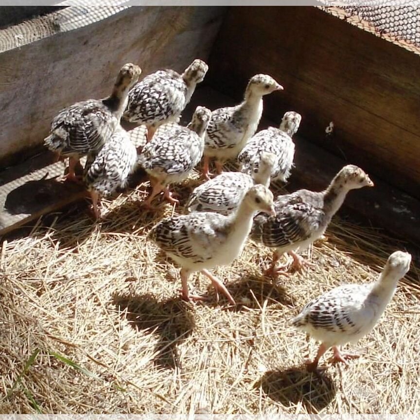 Индюшата домашние