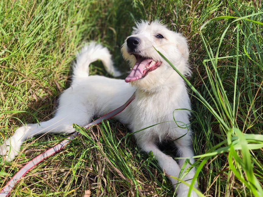 Собака из приюта ищет дом