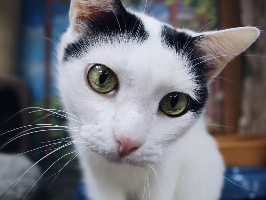 Ласковый котик Сеня в добрые руки