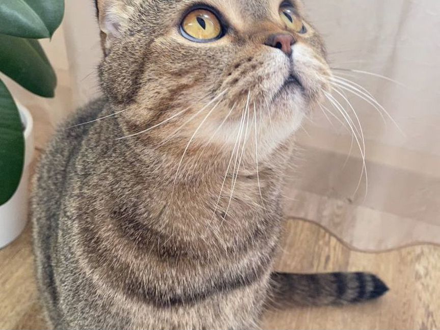 Шотландский вислоухий кот в добрые руки