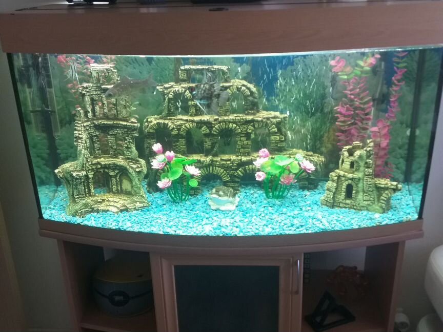 Аквариум со всем содержимым.бронь