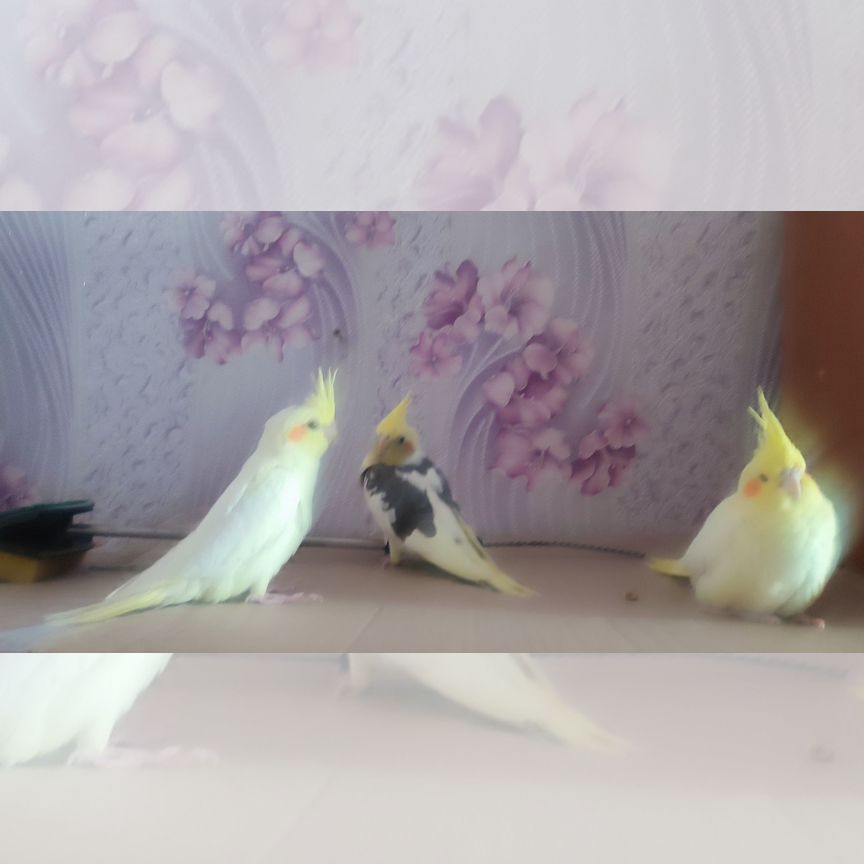 Птенецы корелла, 1,5 месяца, ручные