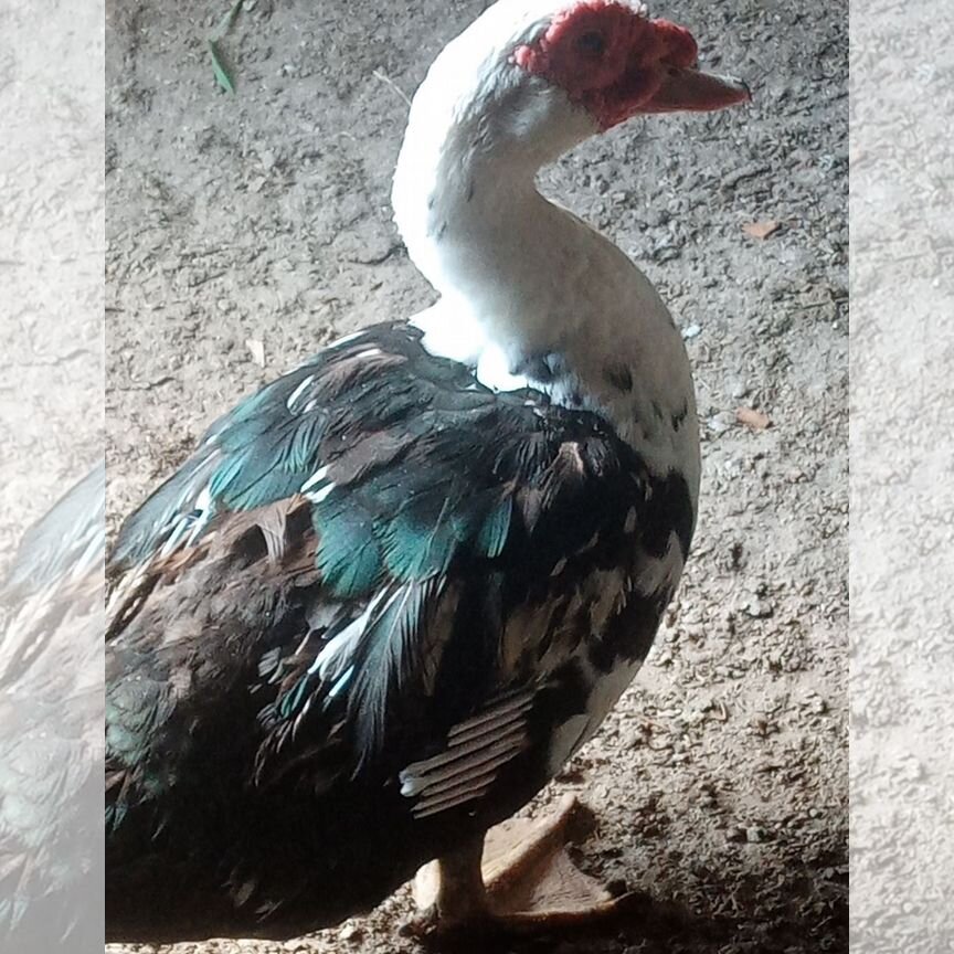 Петушки молодые, индоутки