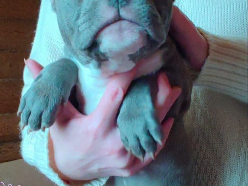 Американский булли девочка классик