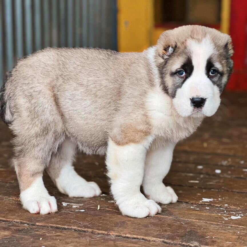 Шикарная девочка в медвежьем типе
