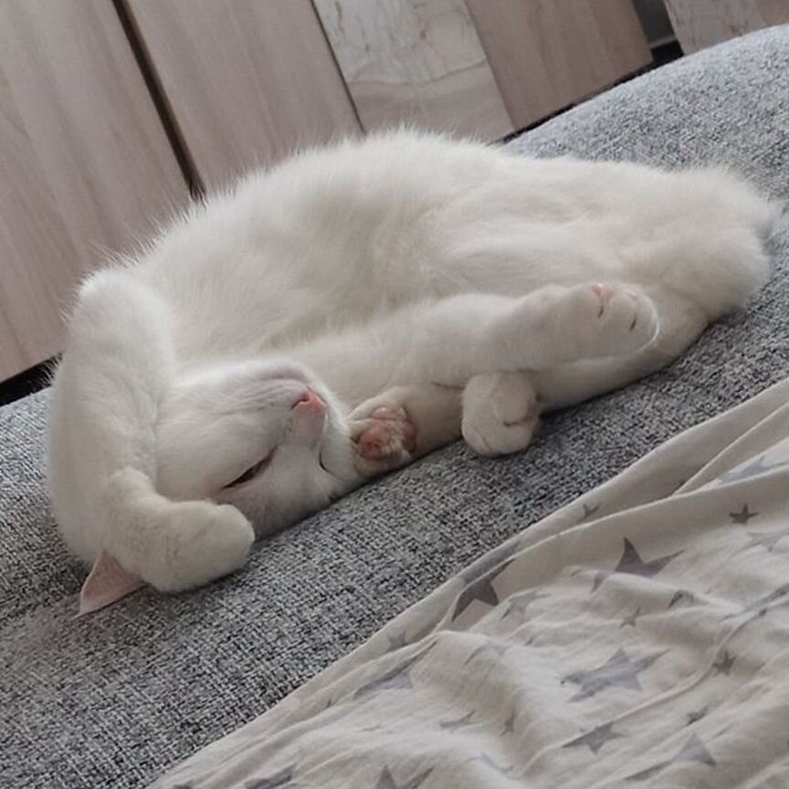 Русский голубой котёнок
