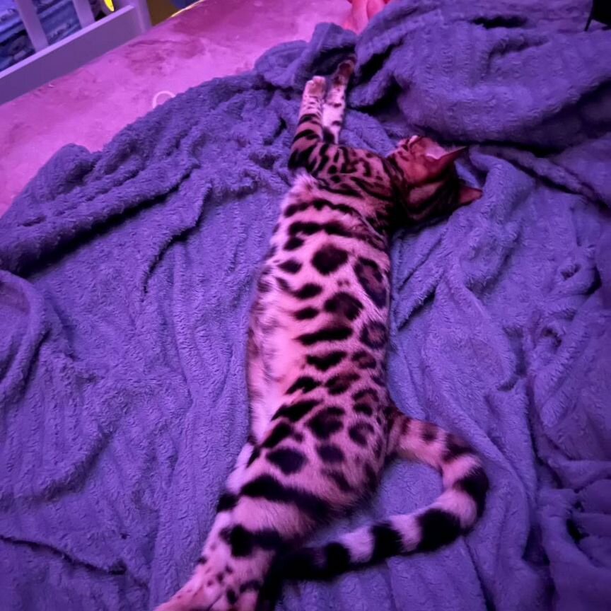Бенгальская кошка