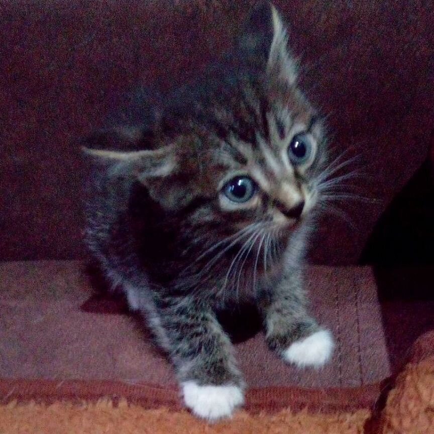 Котята в добрые руки бесплатно мальчики