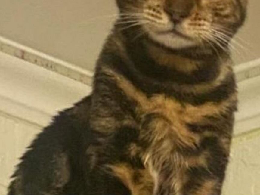 Бенгальская кошка