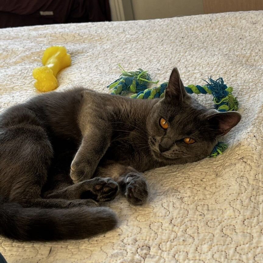 Кошка