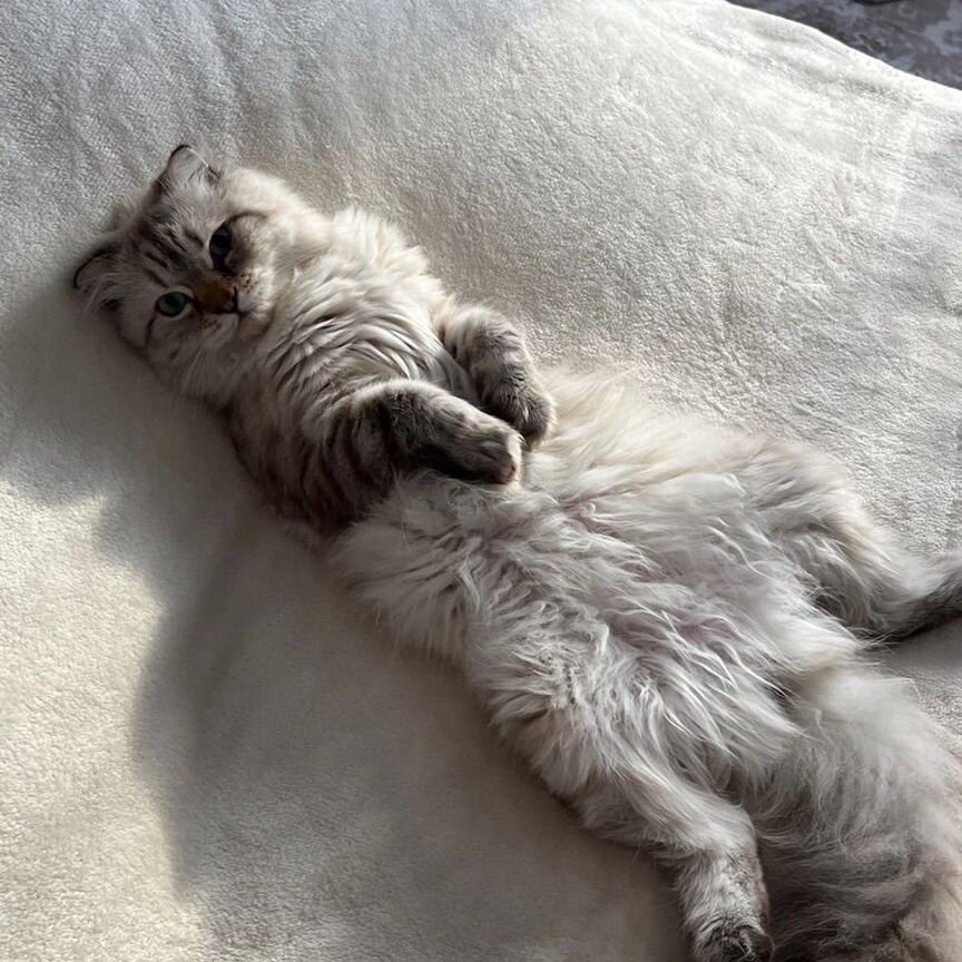 Кот в добрые руки