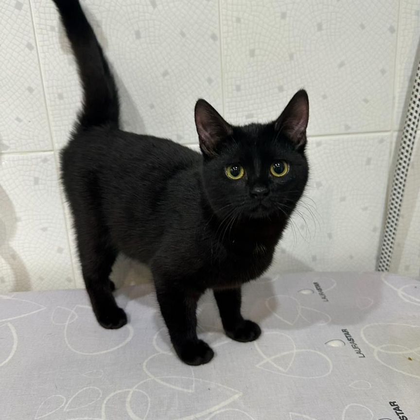 Котята в добрые руки даром