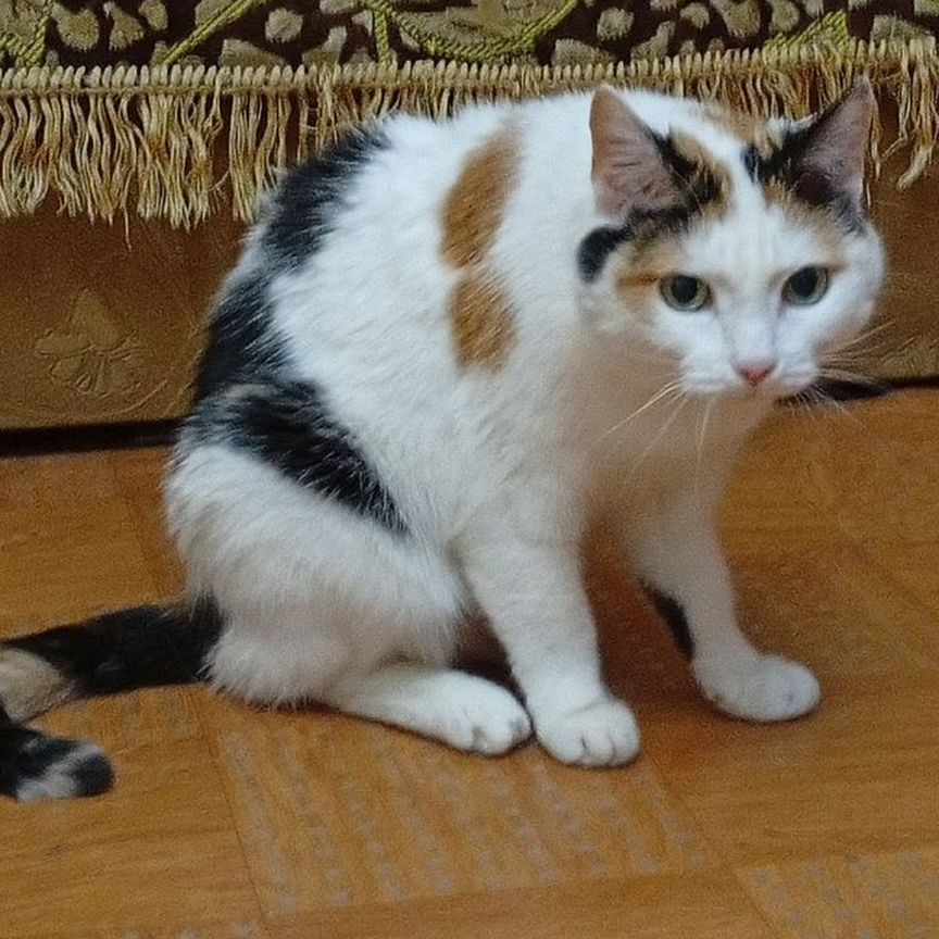 Взрослая, кошка в добрые руки